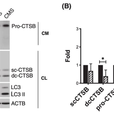 Ctsb Is Secreted Into The Culture Media In Response To Cms A Protein