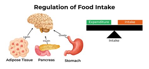 Hormonal Regulation Of Food Intake Geeksforgeeks