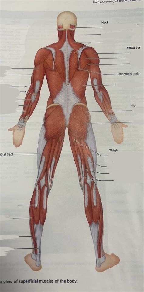 Posterior Full Body Diagram Quizlet