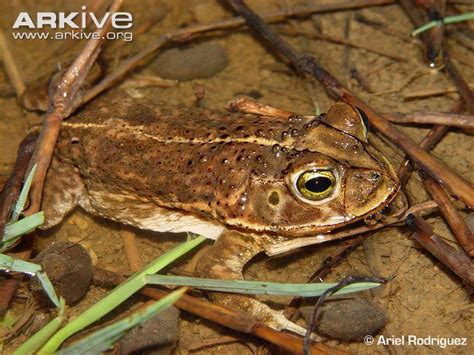 Cuban Small Eared Toad Alchetron The Free Social Encyclopedia