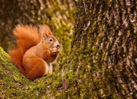 Where Do Squirrels Live Tree Squirrel Flying Squirrel And Ground