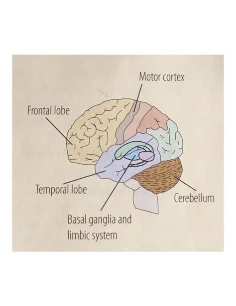 Types Of Long Term Memory Diagram Quizlet