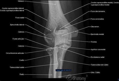 Anatomía Radiográfica Del Codo Codo Nysora