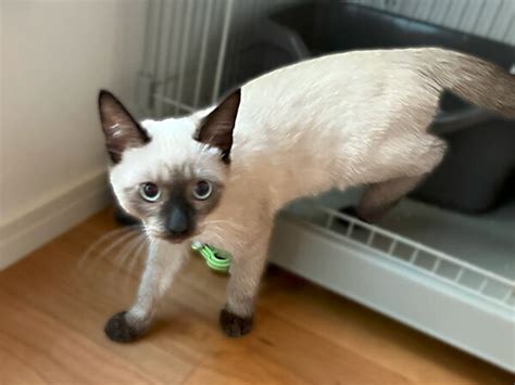猫、蒼大ちゃんのペットシッター ペットサポートリリーフ／日本ペットシッターサービス東大和・所沢店（東大和市、所沢市）