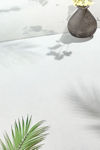 태양 야자수 잎 꽃병의 그림자가 있는 흰색 배경 대각선 벽과 빈 장소가 있는 밝은 배경 모형 흰색 콘크리트 배경과 꽃과 나뭇잎의 그림자 0명에 대한 스톡 사진 및 기타