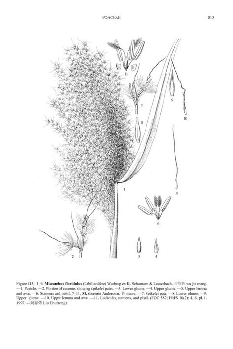 miscanthus sinensis anders