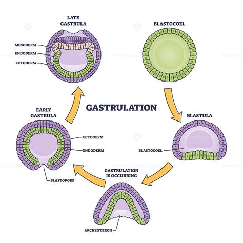 Gastrula Mesoderm