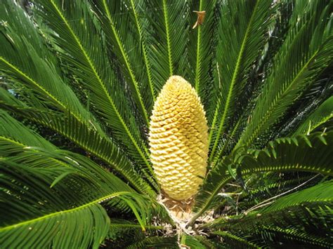 Unit 2 Plant Taxonomy Gymnosperms Angiosperms Inflorescence And Fruits