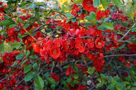 Айва Фото И Описание – Telegraph