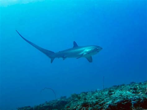 New England Aquarium On Linkedin Unlocking The Secrets Of Indonesias