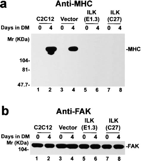 Effect Of Ilk On Myosin Heavy Chain Expression Lysates 15 μg Download Scientific Diagram