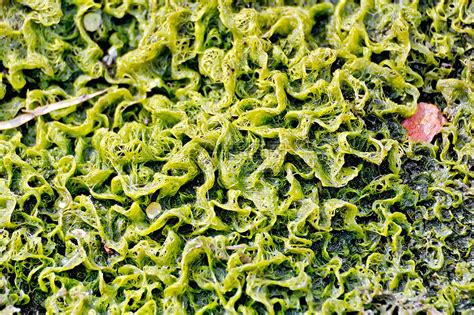 蒂娜纹理高清图片下载 正版图片322218376 摄图网