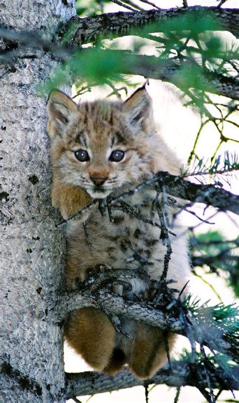 Cute Extinct Animals List Blog Free Download Games