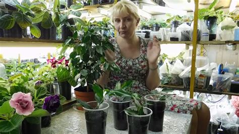 🌱ЛУЧШИЙ СПОСОБ РАЗМНОЖЕНИЯ ФИКУСА БЕНДЖАМИНА ! 🌱Посадка черенков - YouTube