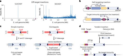 Bacterial Genome Engineering Using Crispr Associated Transposases Pmc