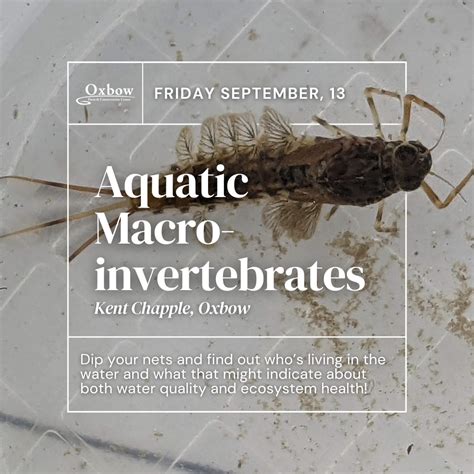 Aquatic Macroinvertebrates Workshop Oxbow Farm And Conservation Center