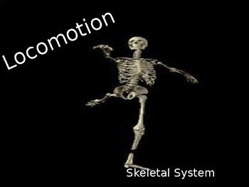 Skeletal System Notes By Here To Help Science Teachers TPT