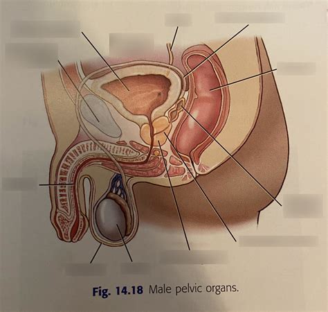 Male Pelvic Organs Diagram Quizlet