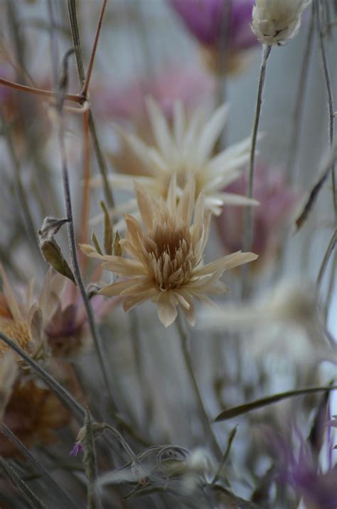 가벼운 고요한 꽃 꽃꽂이 꽃잎 농촌의 드라이플라워 미묘한 배경을 흐리게 봄 부드러운 부케 빈티지 섬세한 셀렉티브 포커스 소프트 포커스 수직 쐈어