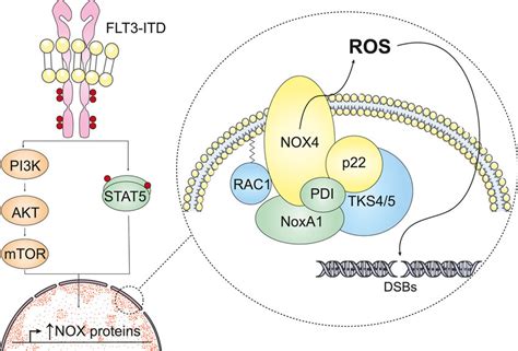 Flt3 Itd Promotes The Formation Of Ros Flt3 Itd By Activating Download Scientific Diagram