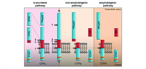 Proteolytic Processing Of App Full Length App Can Be Processed By Download Scientific