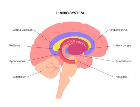Simple Brain Diagram Amygdala