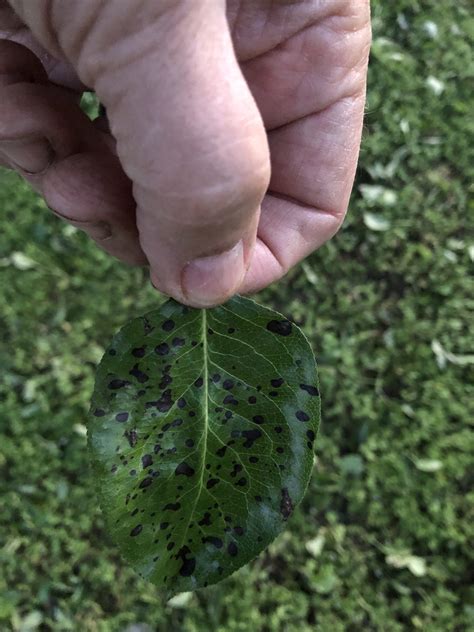 Pear Tree Problem Planters Place