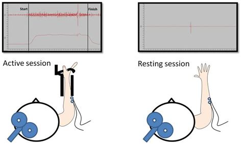 In The Active Sessions Left Subjects Contracted Their Right ECR At Download Scientific