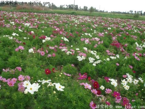 波斯菊种子直接种下几天发芽 绿宝园林网