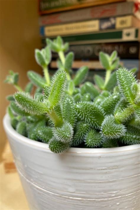 How To Care For The Quirky Pickle Plant