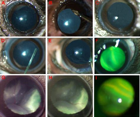 Steps Of Trans Corneal Subretinal Injection In Mice A Fully Dilated Download Scientific
