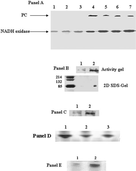 Nadh Oxidase