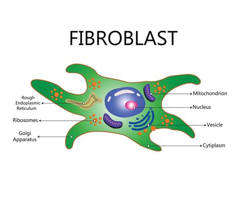 Collagen And Fibroblast Skin With Collagen Fibers And Cells That Synthesize Collagen Close Up