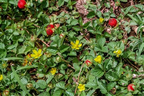 Wild Strawberry How To Plant Care For And Harvest Plantura