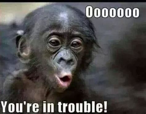 25 Funny Monkey Memes Youll Totally Fall In Love With