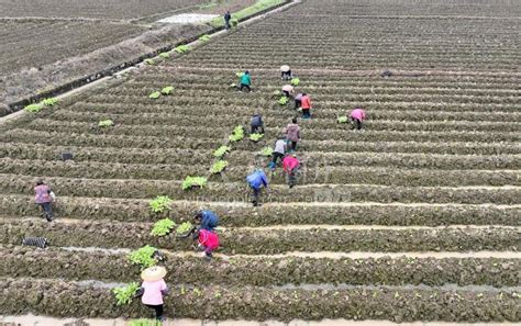 湖南常宁抢抓农时忙春种 人民图片网