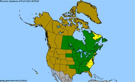 Solidago Hispida Wikipedia