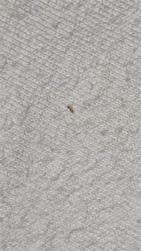 Help With Identification R Bugidentification