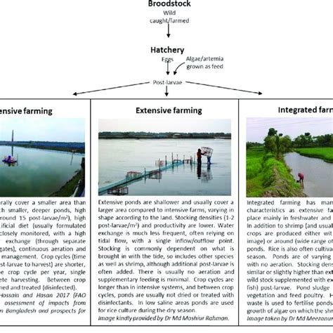 Shrimp Farming Typical Shrimp Farming Process Showing Characteristics Download Scientific