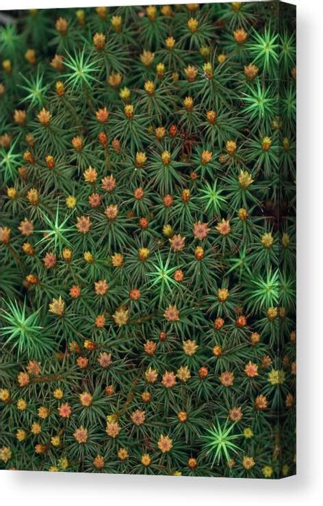 Polytrichum Moss With Male Sex Organs Canvas Print By Science Photo