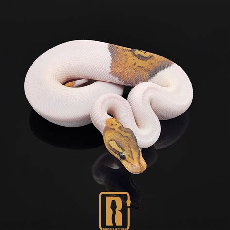 2024 Ghost Pied Fancy Head M X619136590 Roussis Reptiles Reproducing Ball Python Morphs