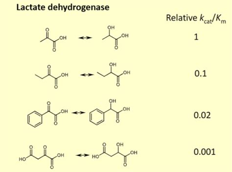 Rational Protein Engineering Flashcards Quizlet