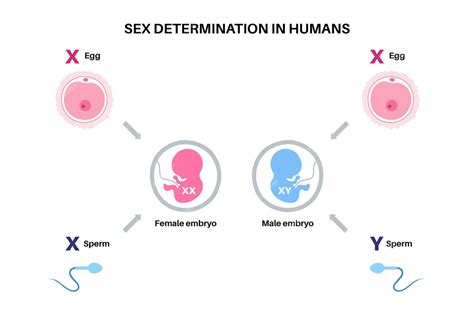 Premium Vector Sex Determination In Humans Male And Female Sperm And