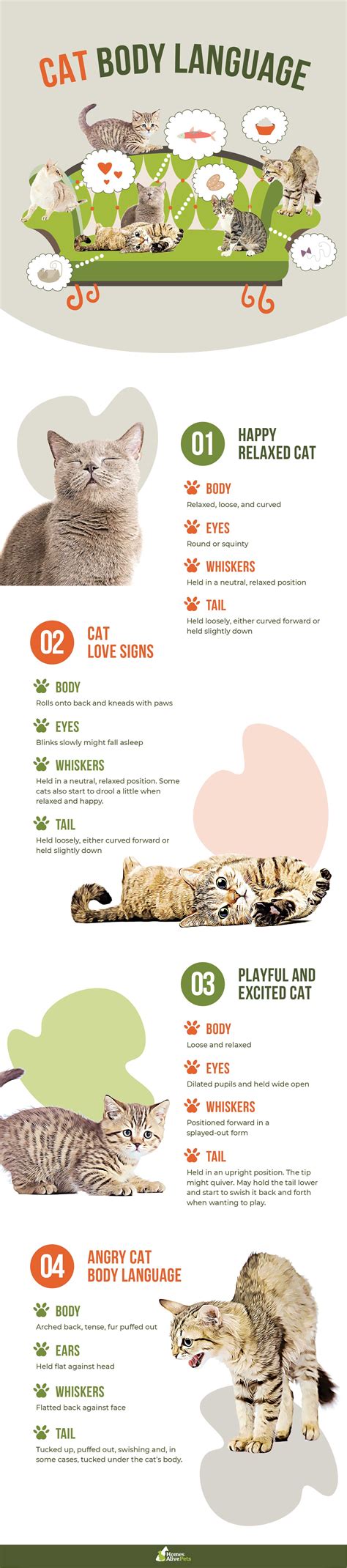 Learn How To Read And Understand Your Cats Body Language Learn How To Read And Understand Your Cats Body Language