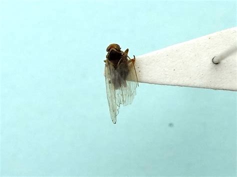 キガシラヒシウンカ Kuvera flaviceps 島根大学標本資料類データベース
