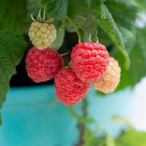 Raspberry Shortcake Earl May Garden Center