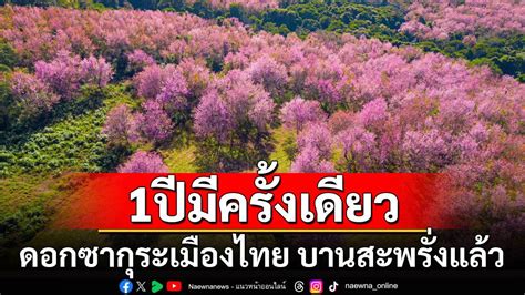 ข่าว Like สาระ 1ปีมีครั้งเดียว ดอกซากุระเมืองไทย ภูลมโล บานสะพรั่งแล้ว
