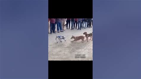 عکس العمل سگها به روبات Youtube