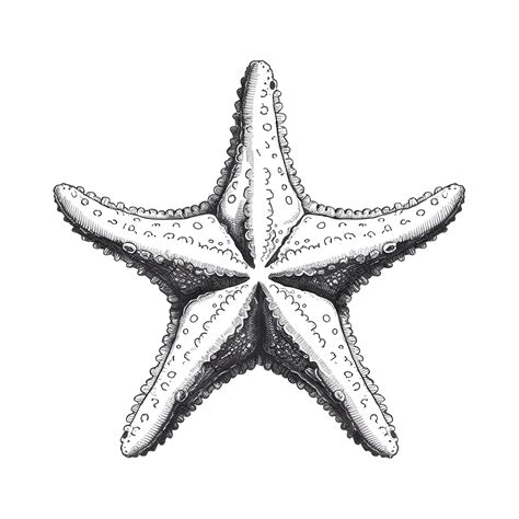 Starfish Ink Sketch Drawing Black And White Engraving Style Vector