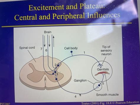 Sexual Behaviour Flashcards Quizlet
